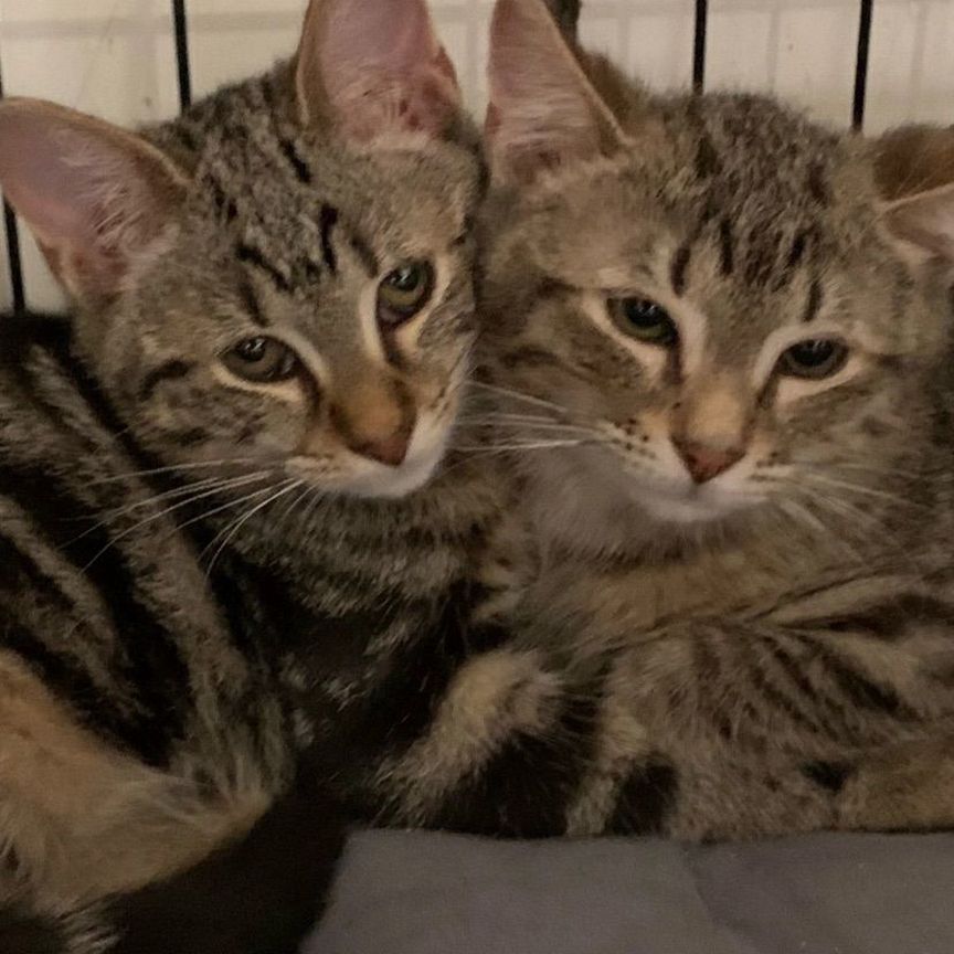 Полосатые малыши