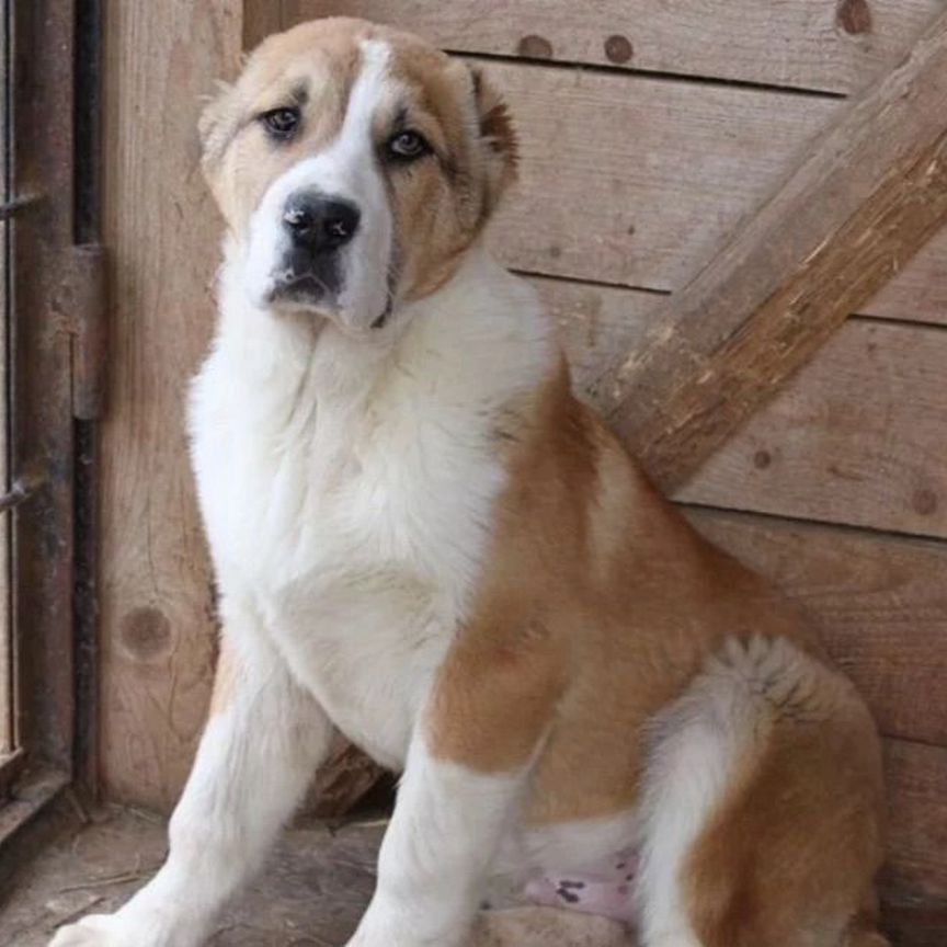 Отдам в добрые руки