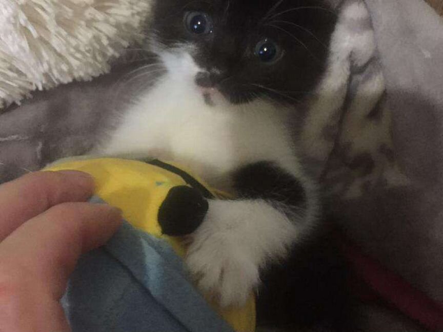 Котёнок Фараон