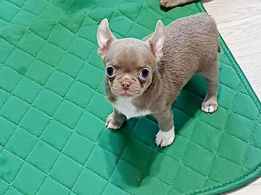 Любимчик семьи