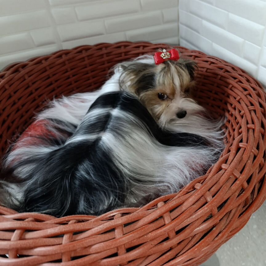 Бивер-йоркширский терьер, взрослая собака