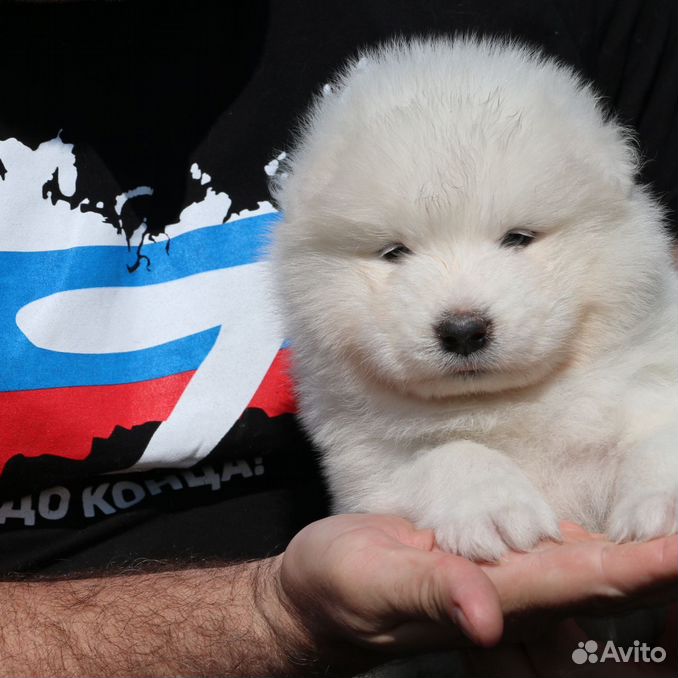 Самоед Щенки РКФ