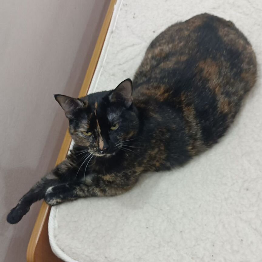 Кошки, приносящие удачу