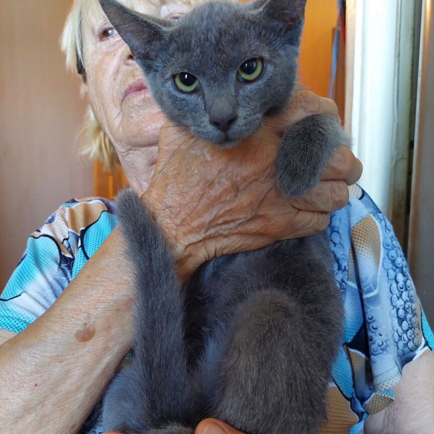 Котенок похож на британца