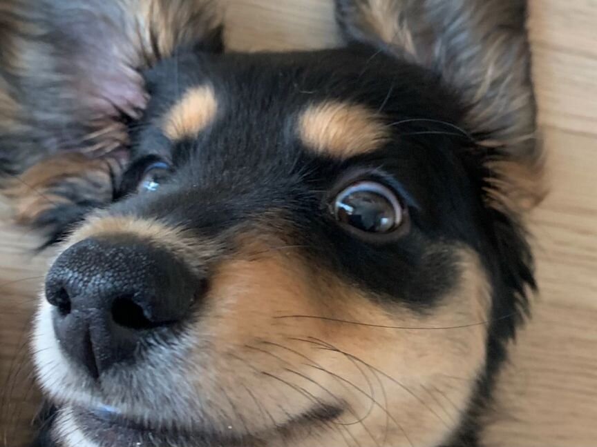 Такса-спаниель