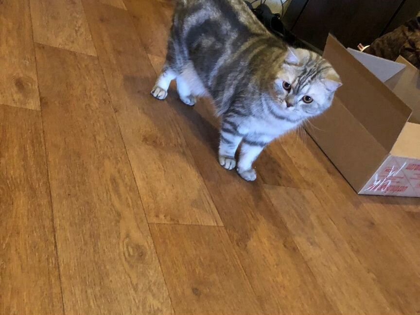 Отдам кота в добрые руки