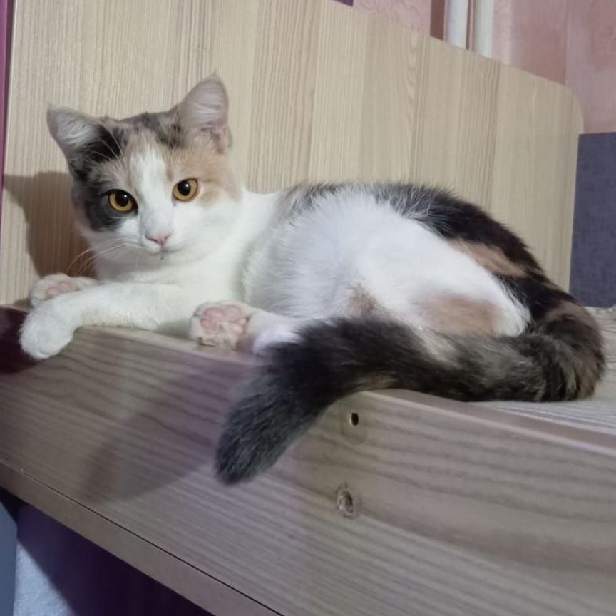 Кошка Мася