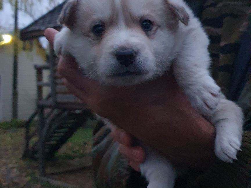 Щенки помесь с лайкой