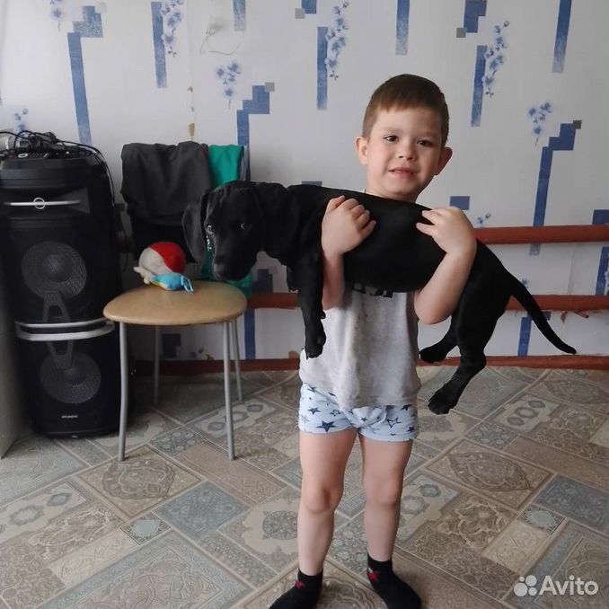 Такса щенок 5 месяцев