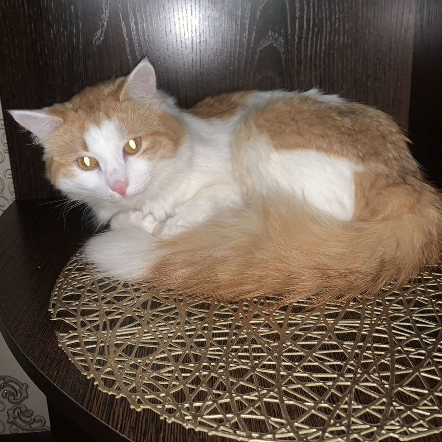 Взрослый кот в добрые руки