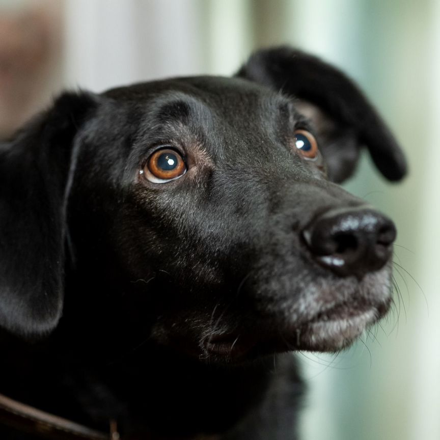 Добрый и преданный Чаплин ищет дом