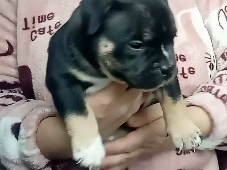 Американский булли покет