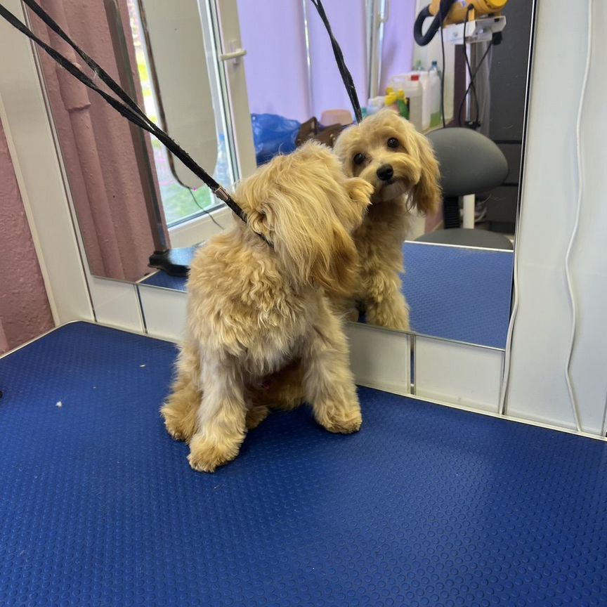 Мальтипу ф1 мальчик Бонечка