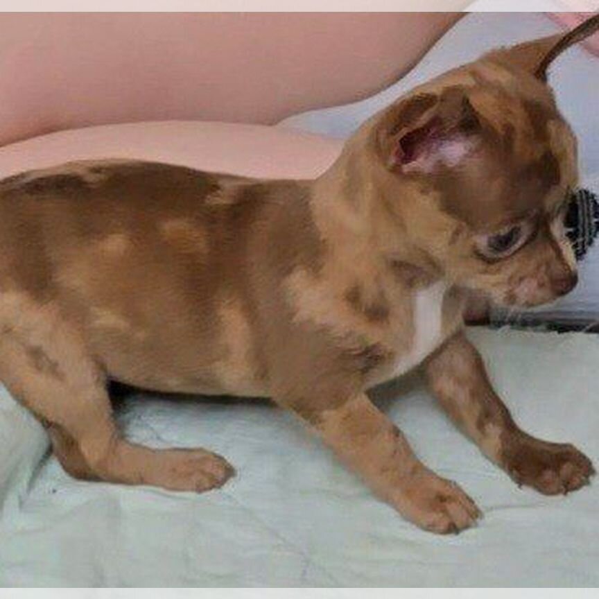 Чихуахуа, щенок