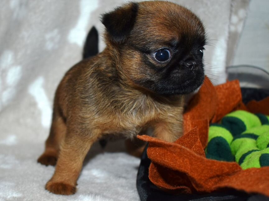 Брабансончики