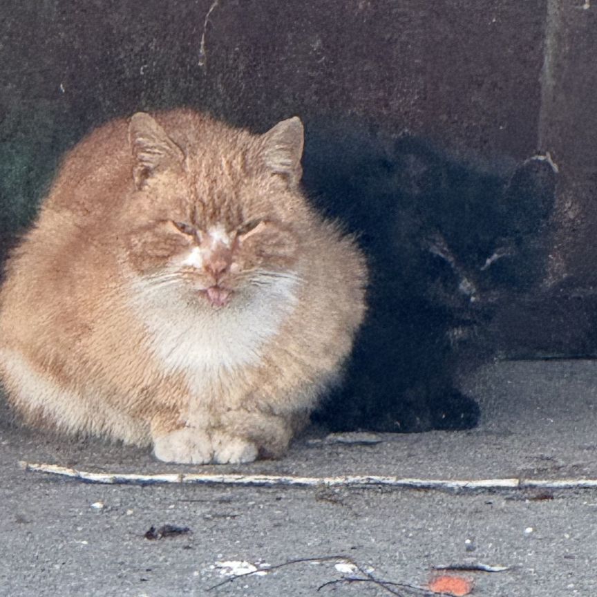 Взрослый кот в добрые руки