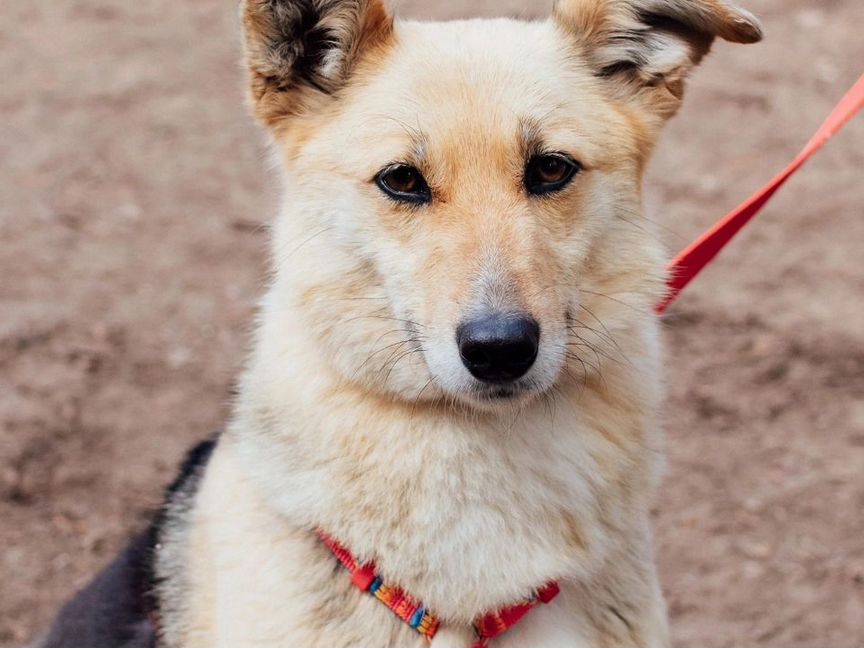 Собака в добрые руки. Шишечка