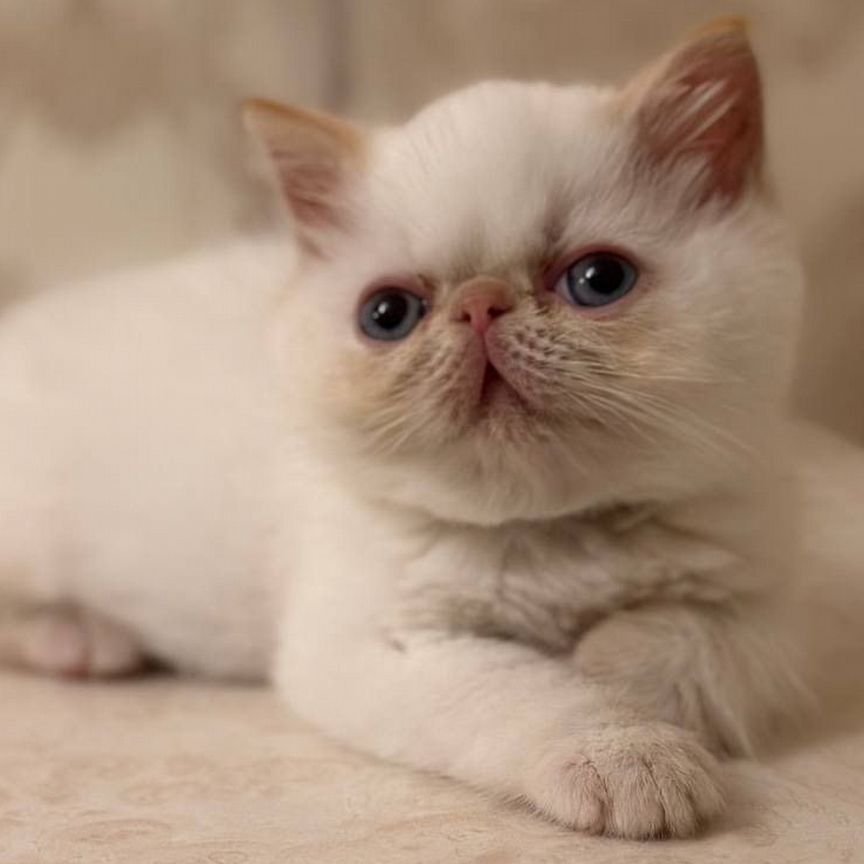 Экзотический короткошёрстный котёнок