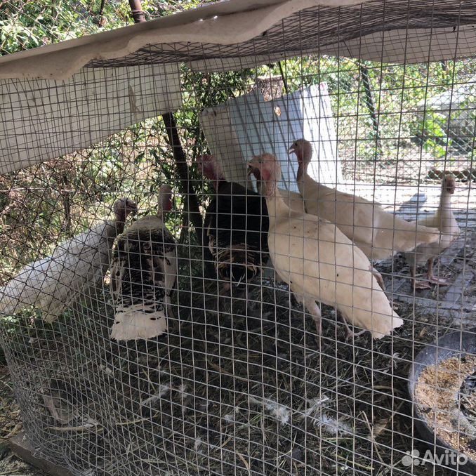 Идюки.1самец и6 самок.3несутся