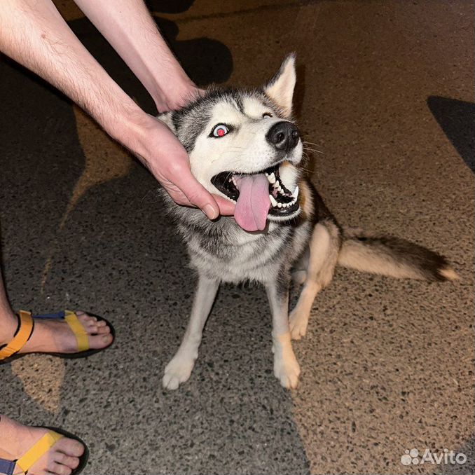 Хаски потеряшка