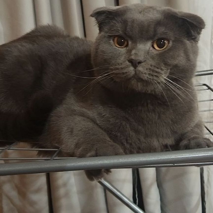 Шотландский вислоухий короткошёрстный кот, взрослый