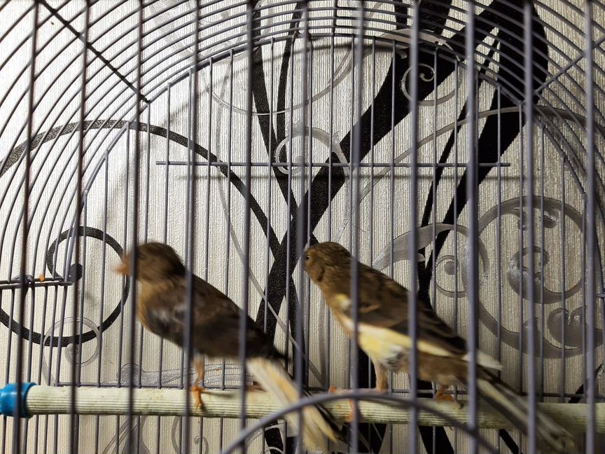 Молодые канарейки