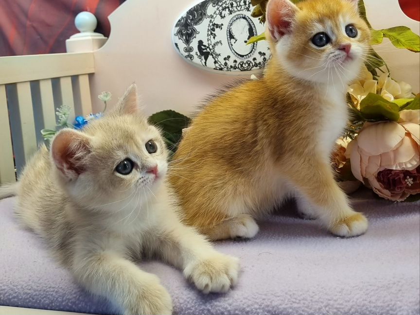 Британские котята,ny12 ay12, с документами Плюш