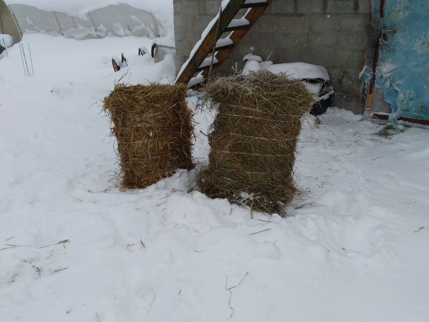 Сено солома