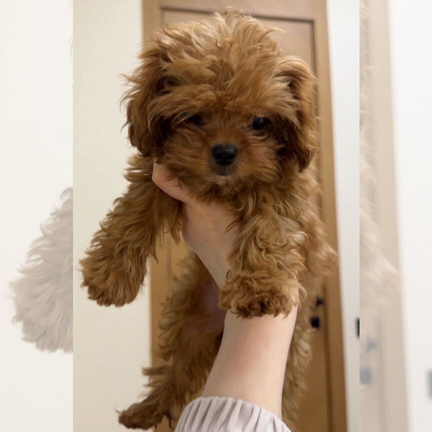 Мальтипу, щенок