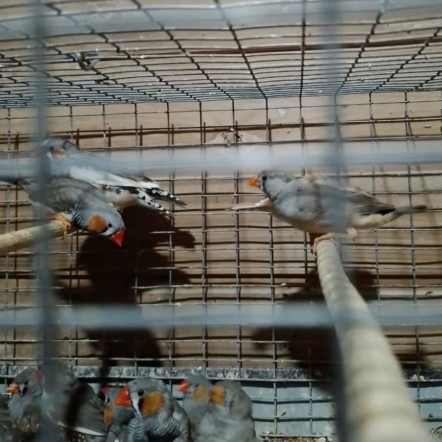 Продаю зебровых амадин