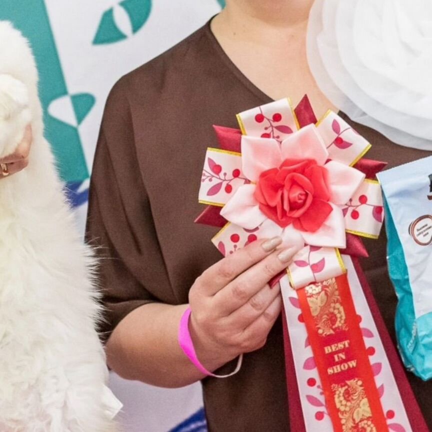 Рэгдолл котёнок