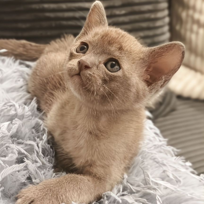 Европейский бурманский котёнок