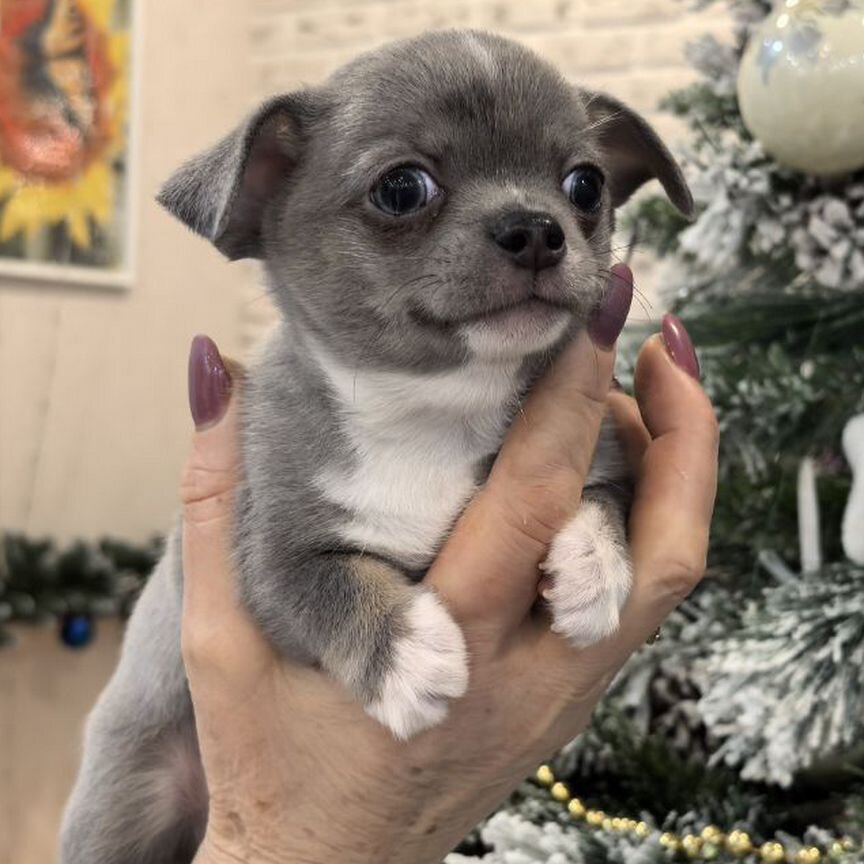 Чихуахуа, щенок