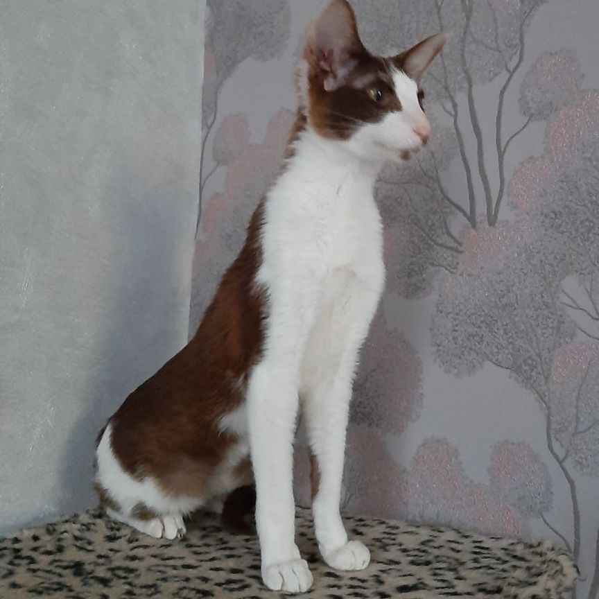 Ориентальный котик