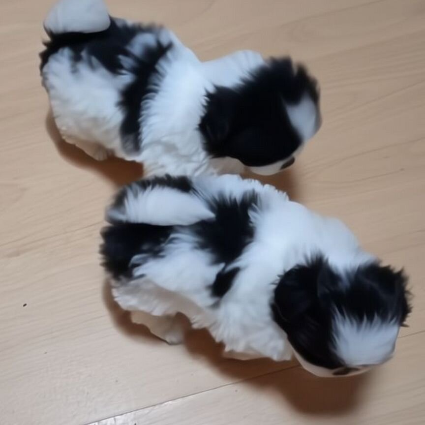 Пекинес, щенок