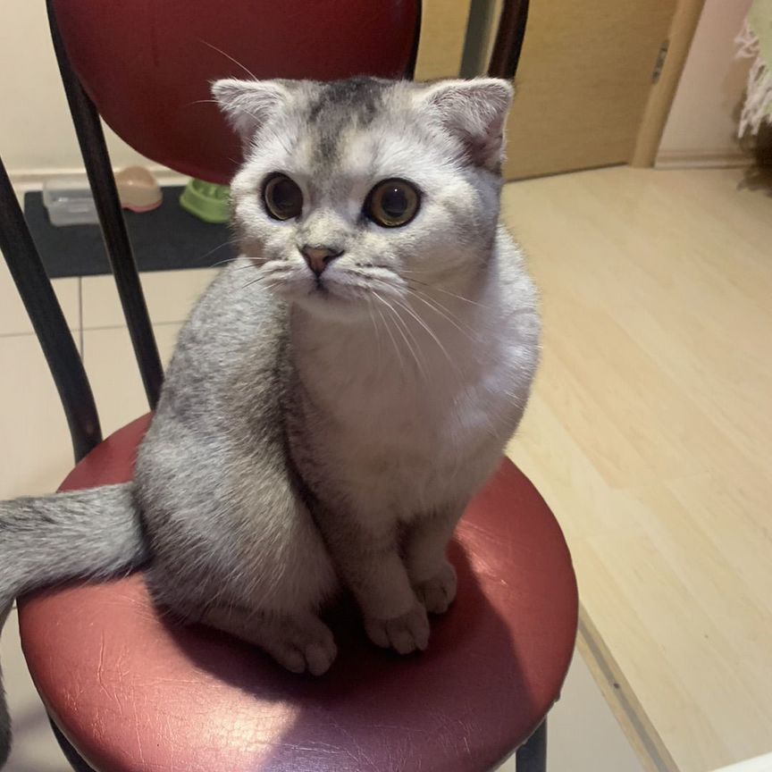 Британские котята