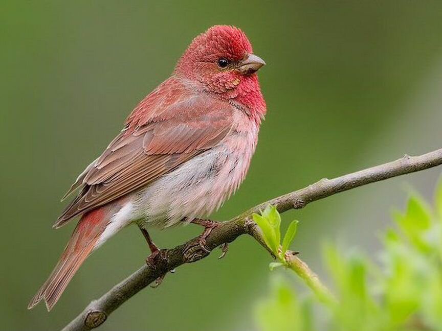 Чечевица красная