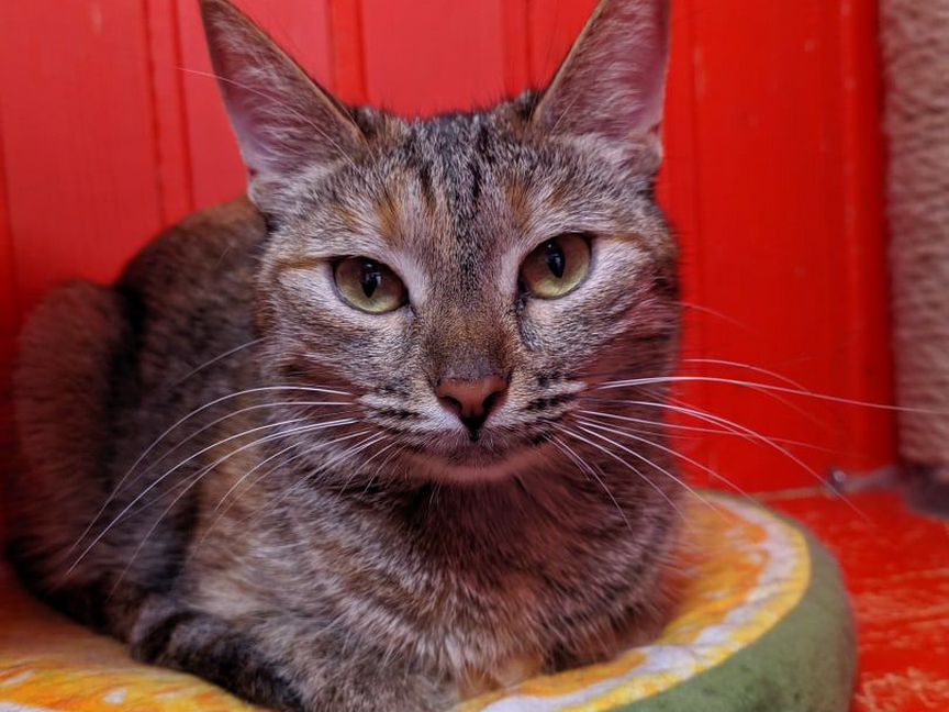 Кошечка Лола в добрые руки