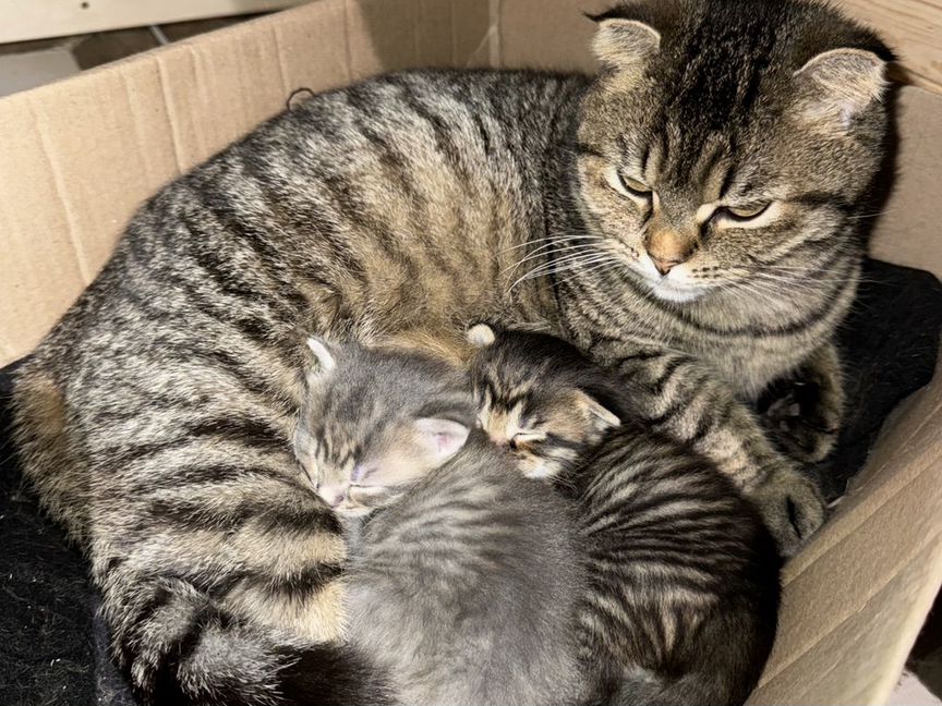 Шотландские котята