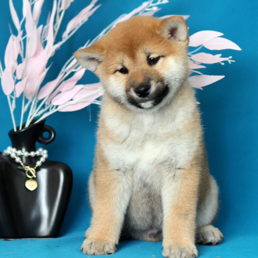 Сиба-ину, щенок