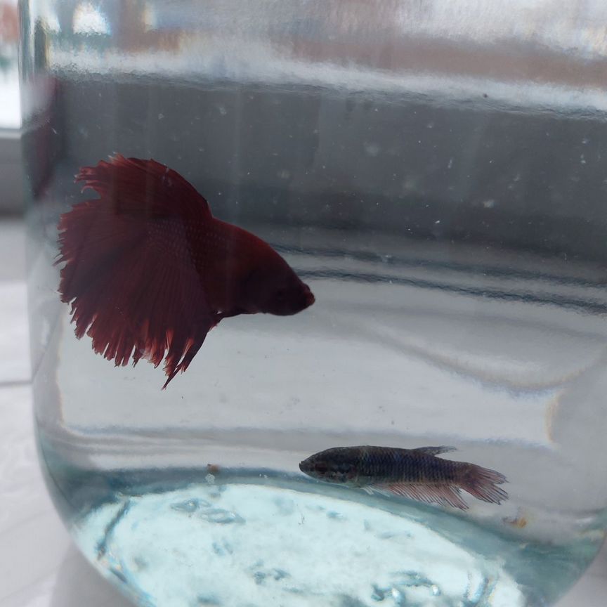 Отдам петушка и курочку