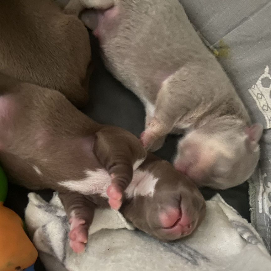 Чихуахуа, щенок