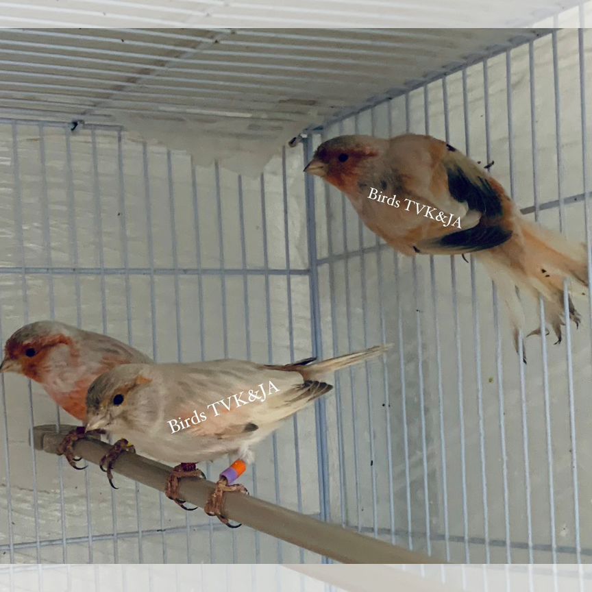 Кенара и канарейки Nero Perla Италии