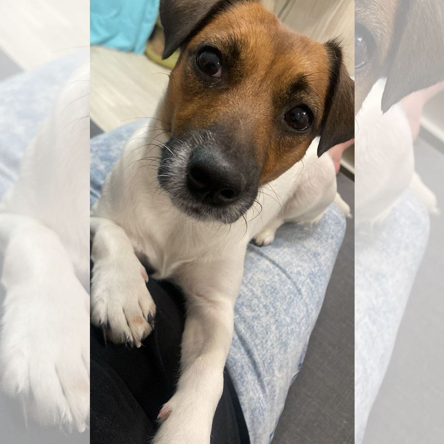 Джек-рассел-терьер, взрослая собака