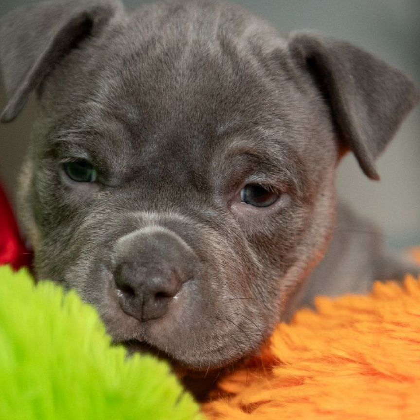 Американский булли, щенок