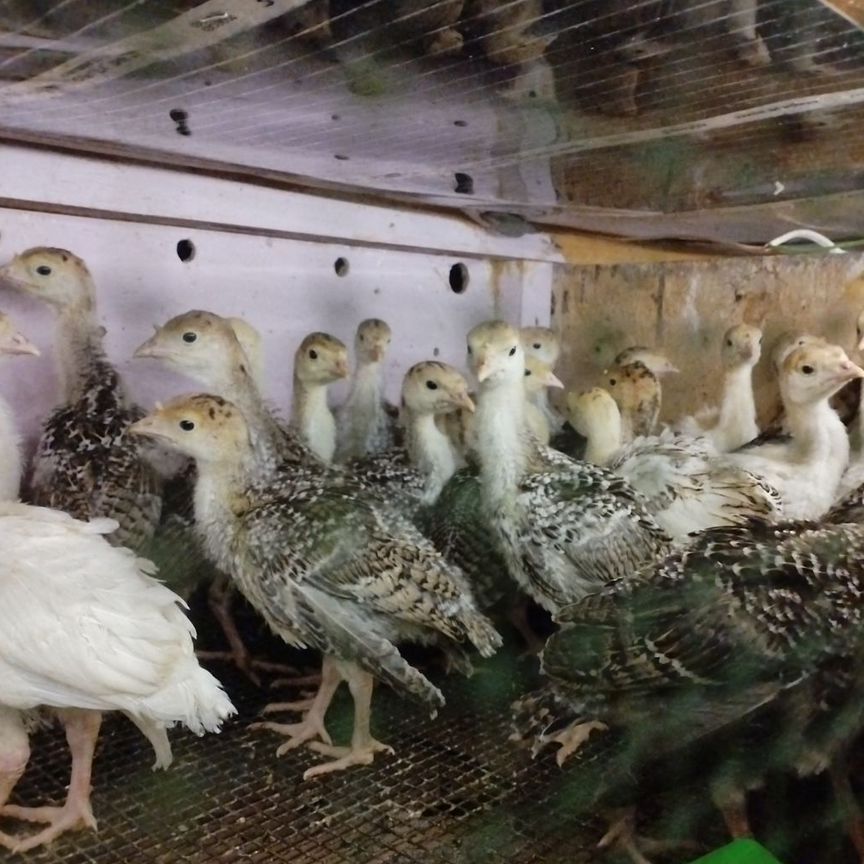 Индюшиное яйцо