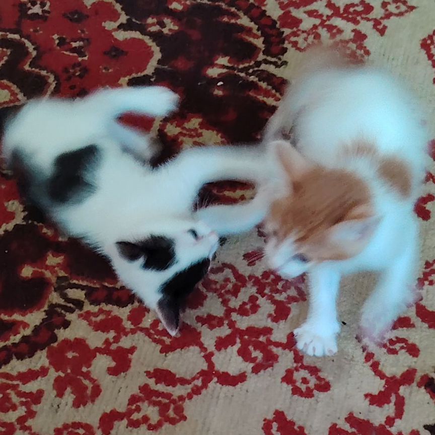 Котёнок от частного владельца