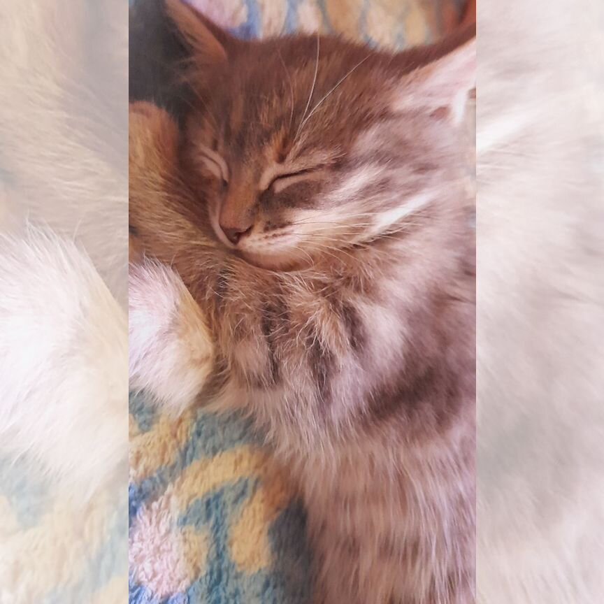 Продам котёнка