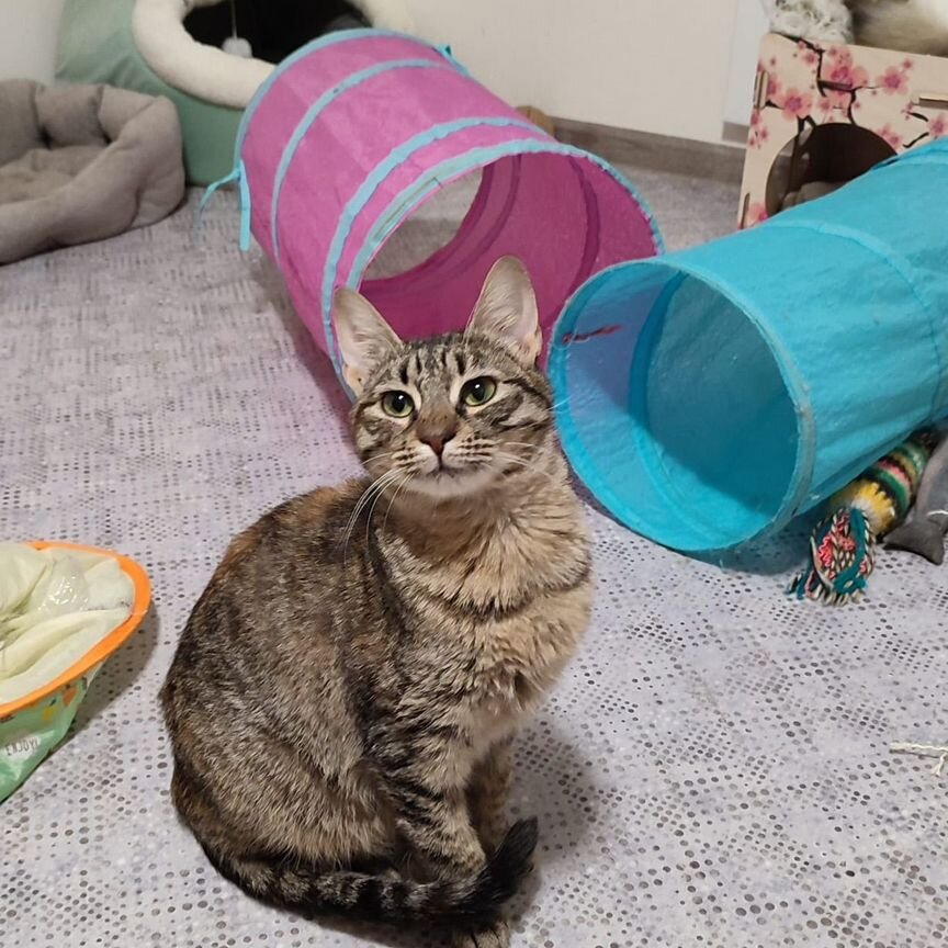 Кошка Миледи