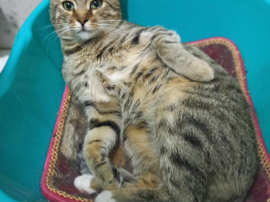 Котенок мальчик Крендель 8 мес ищет дом